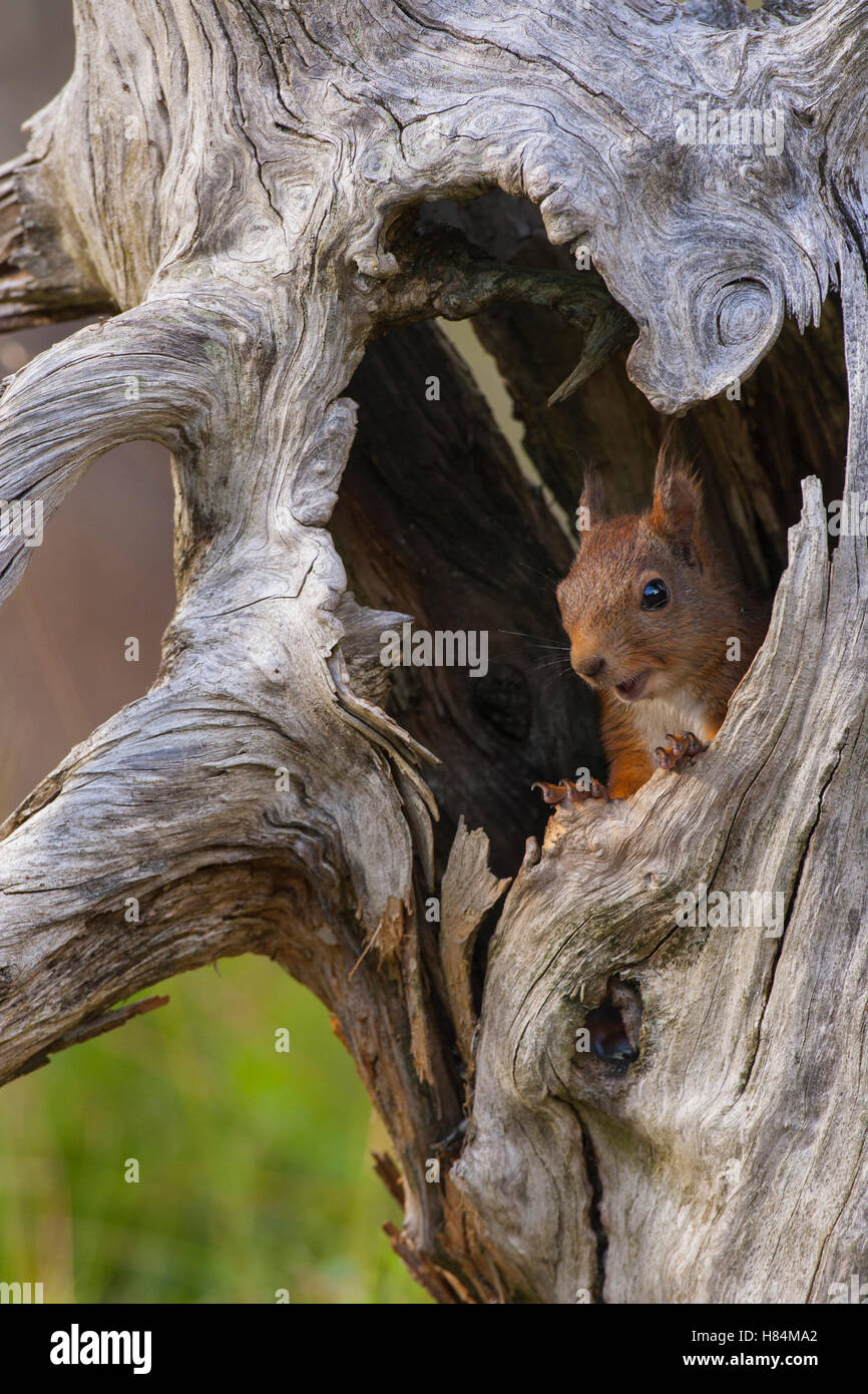 Eurasian Red Squirrel (Sciurus vulgaris) peeking out of nest cavity ...