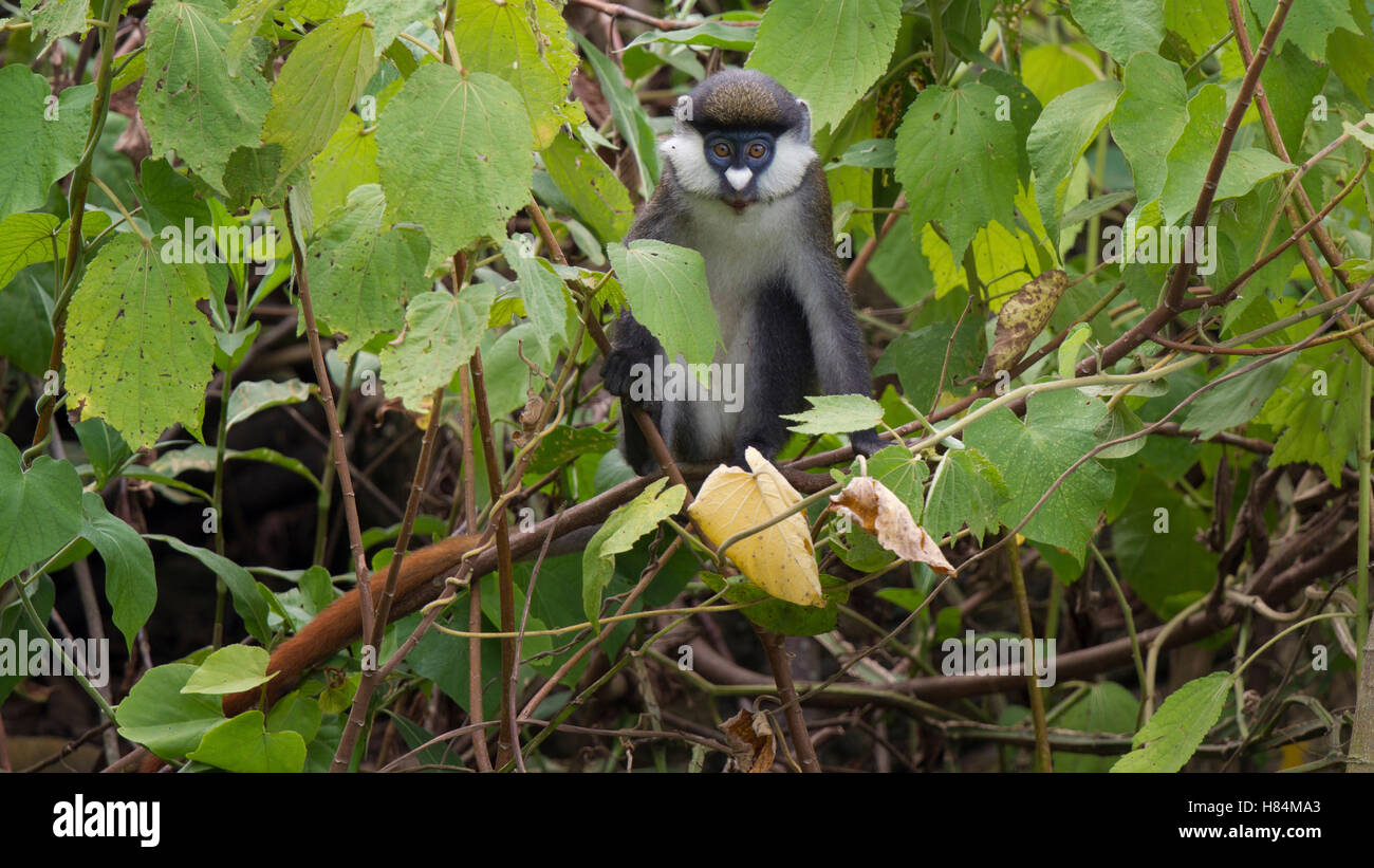 Red-tail Monkey (Cercopithecus ascanius) in tree, Kibale National Park ...