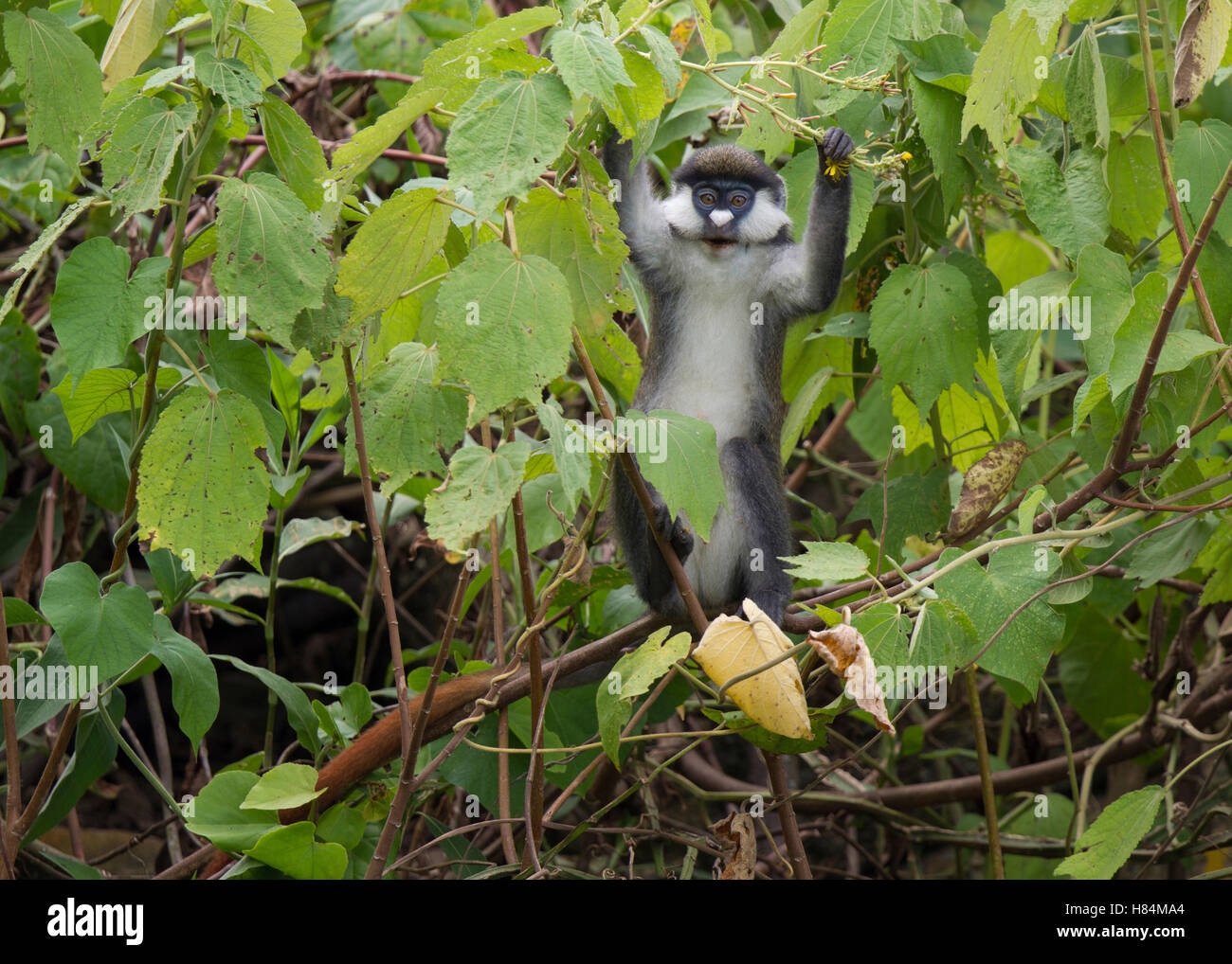 Red-tail Monkey (Cercopithecus ascanius) in tree, Kibale National Park ...