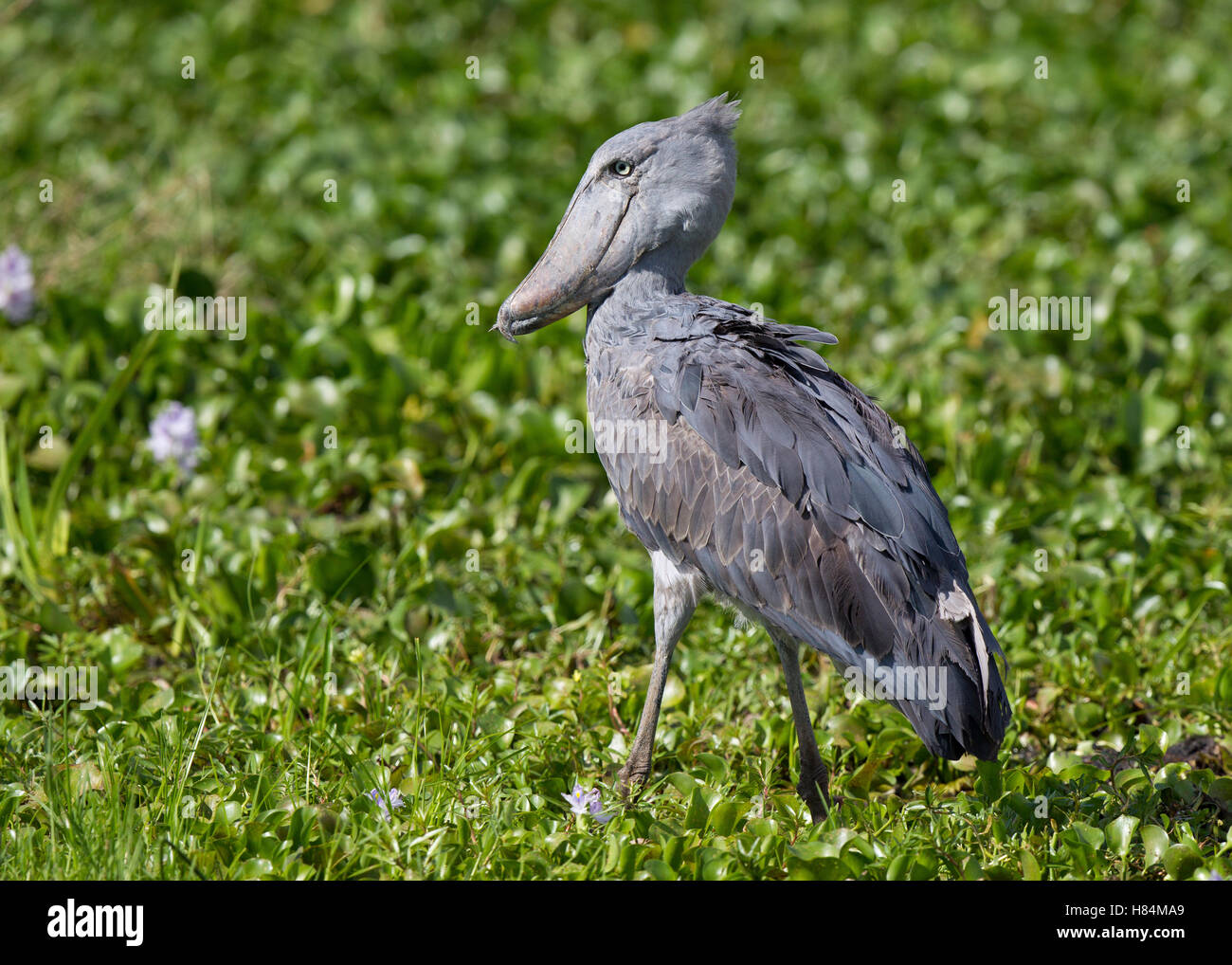 Shoebill (Balaeniceps rex), Murchison Falls National Park, Uganda Stock ...