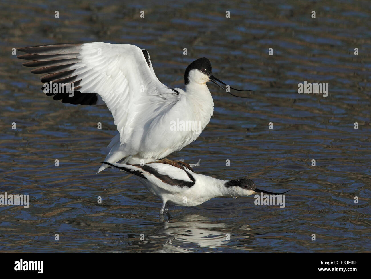 Pied Avocet (Recurvirostra avosetta) pair mating, Netherlands Stock ...