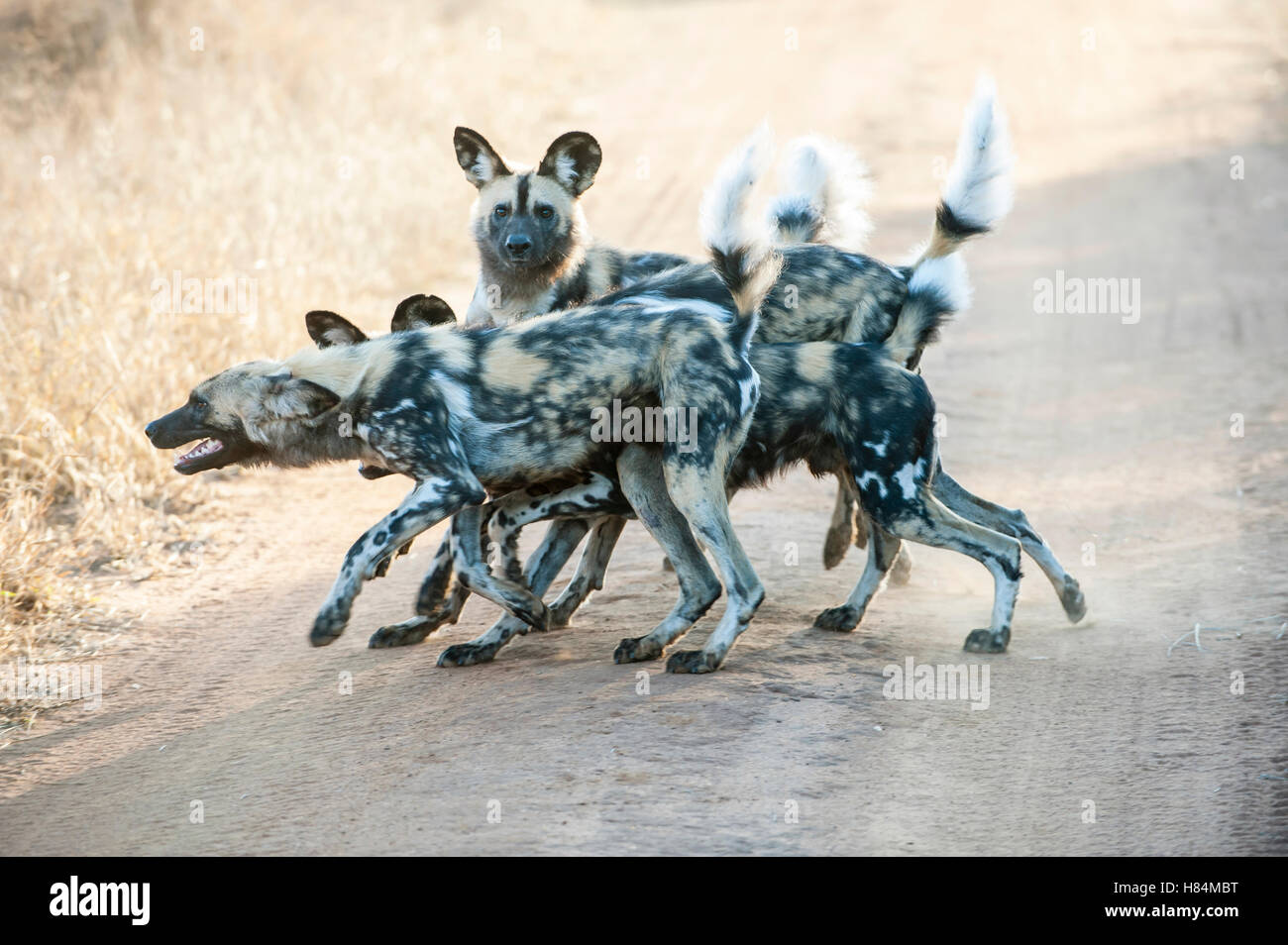 African Wild Dog (Lycaon pictus) pack greeting each other on road ...