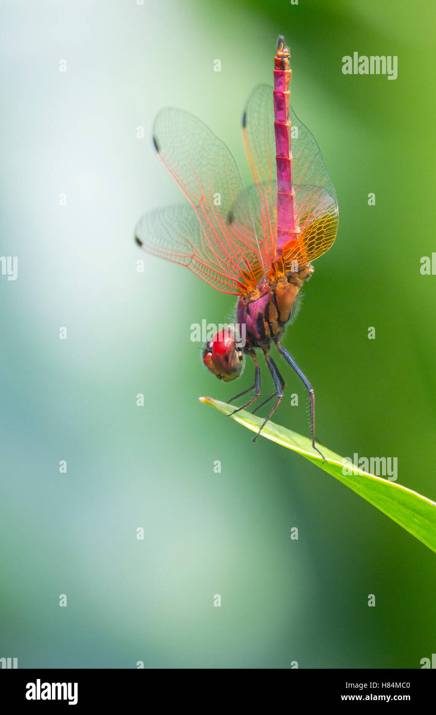 Dawn Dropwing (Trithemis aurora) dragonfly in defensive posture ...