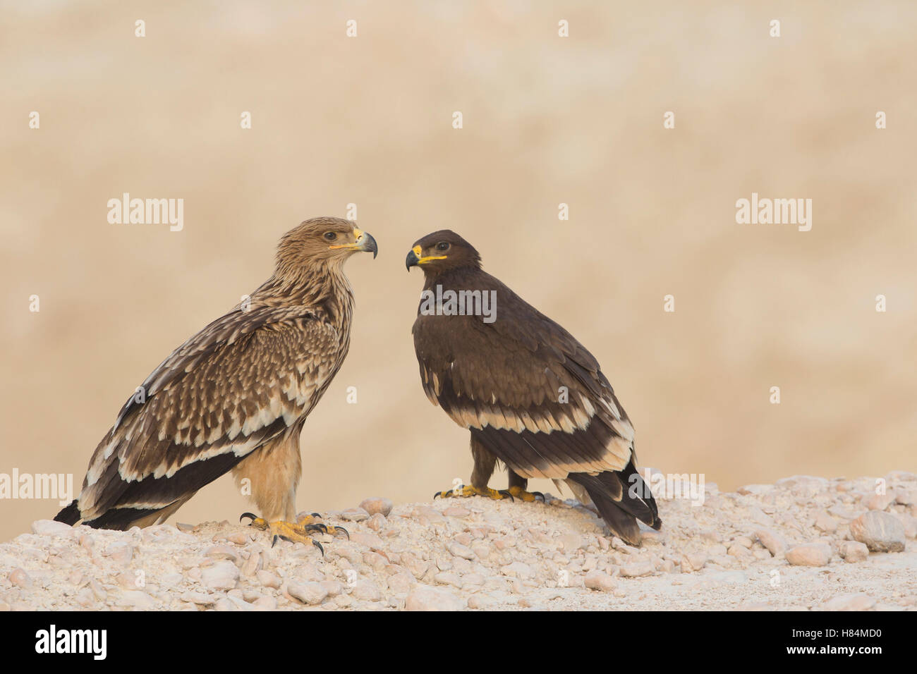 Imperial Eagle (Aquila heliaca) and Steppe Eagle (Aquila nipalensis ...