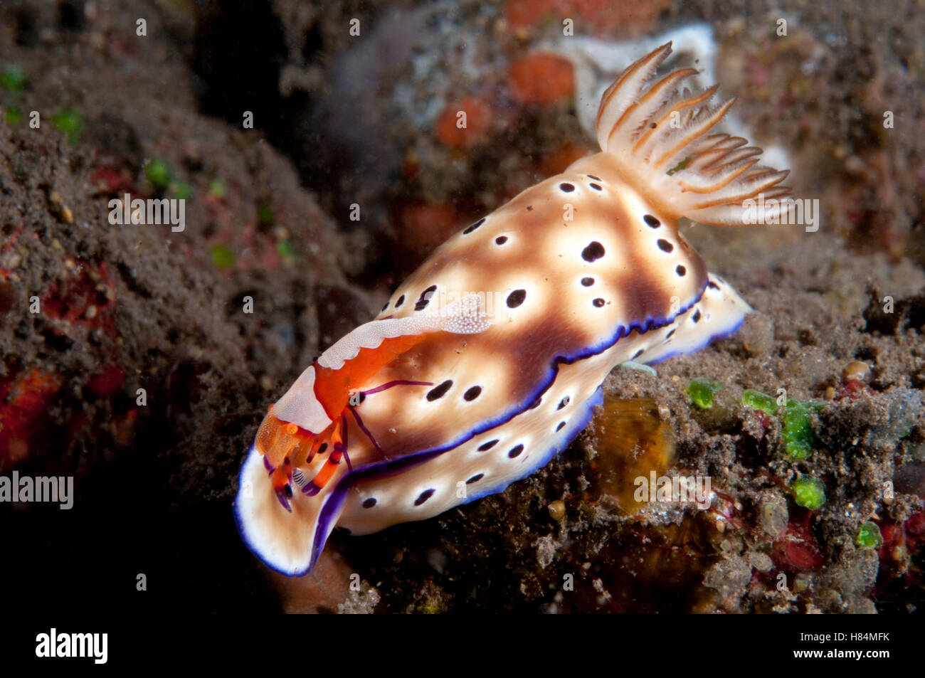 Emperor Shrimp (Periclimenes imperator) hitchhiking on Tyron's Risbecia ...