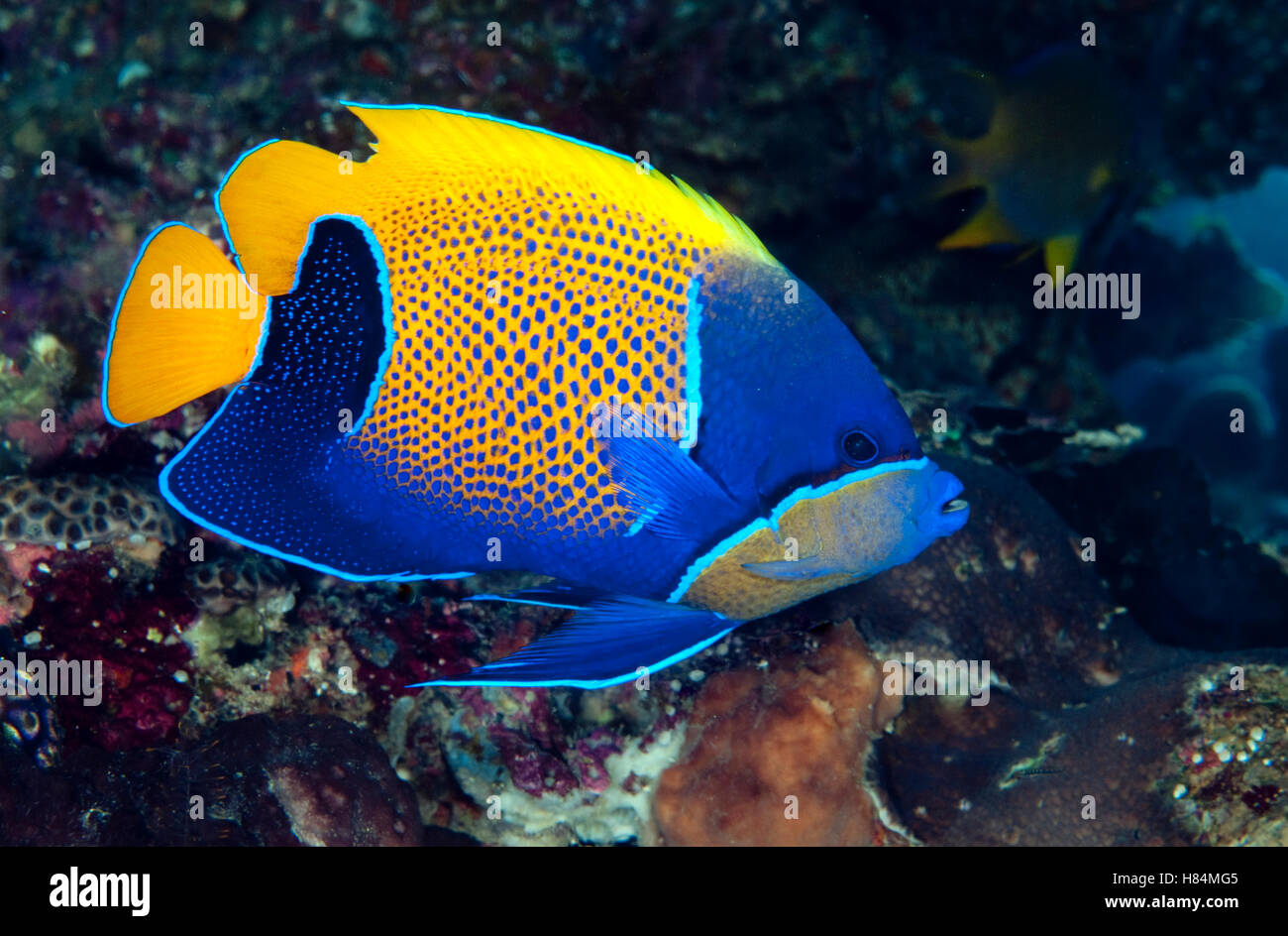 Blue-girdled Angelfish (Pomacanthus navarchus), Bali, Indonesia Stock ...