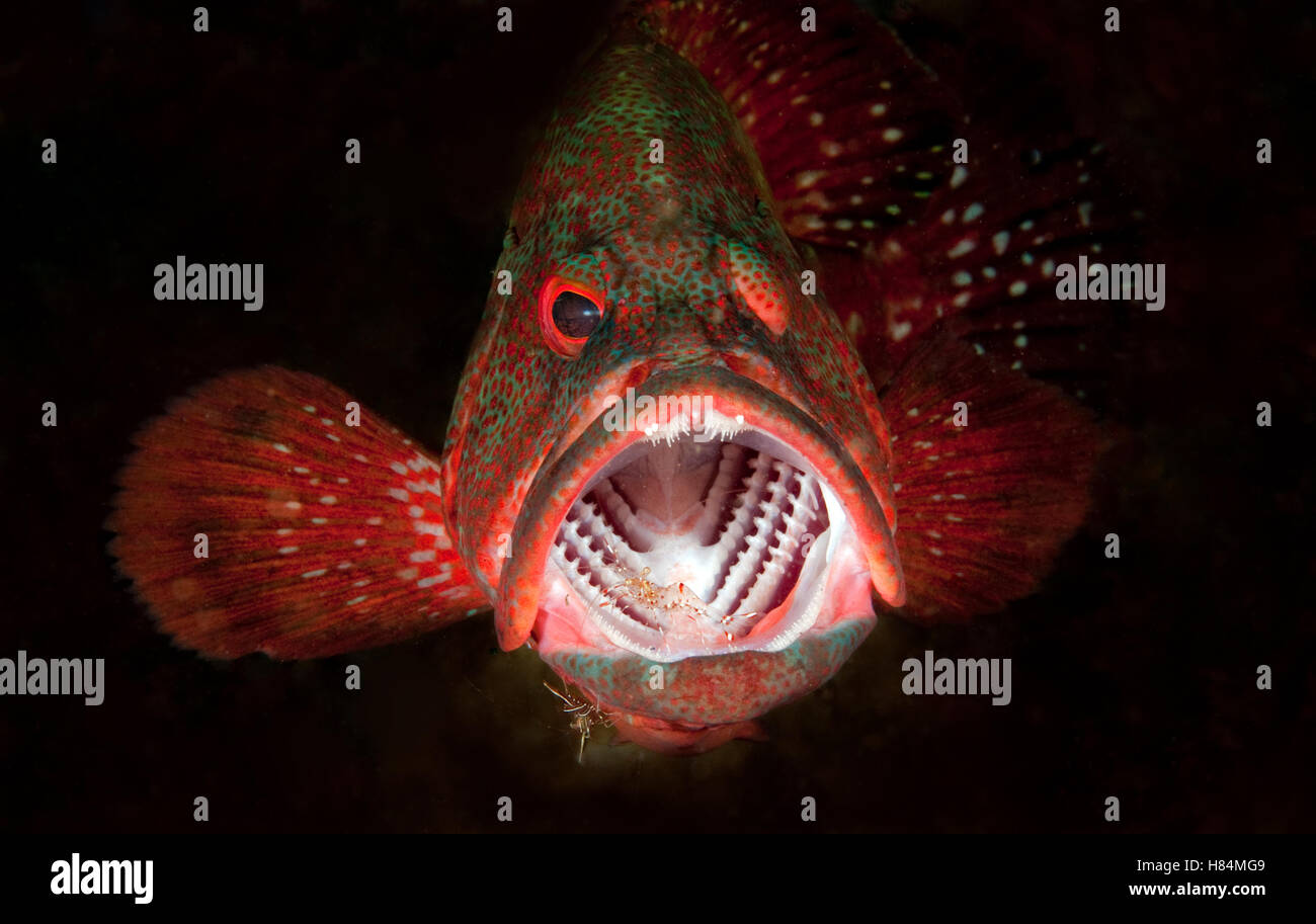 Tomato Grouper (Cephalopholis sonnerati) being cleaned by Scarlet ...