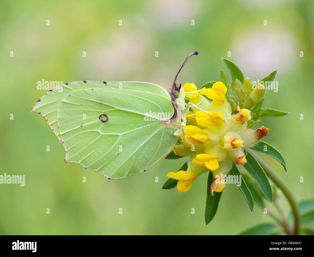 Brimstone (Gonepteryx rhamni) butterfly, Hessen, Germany Stock Photo ...