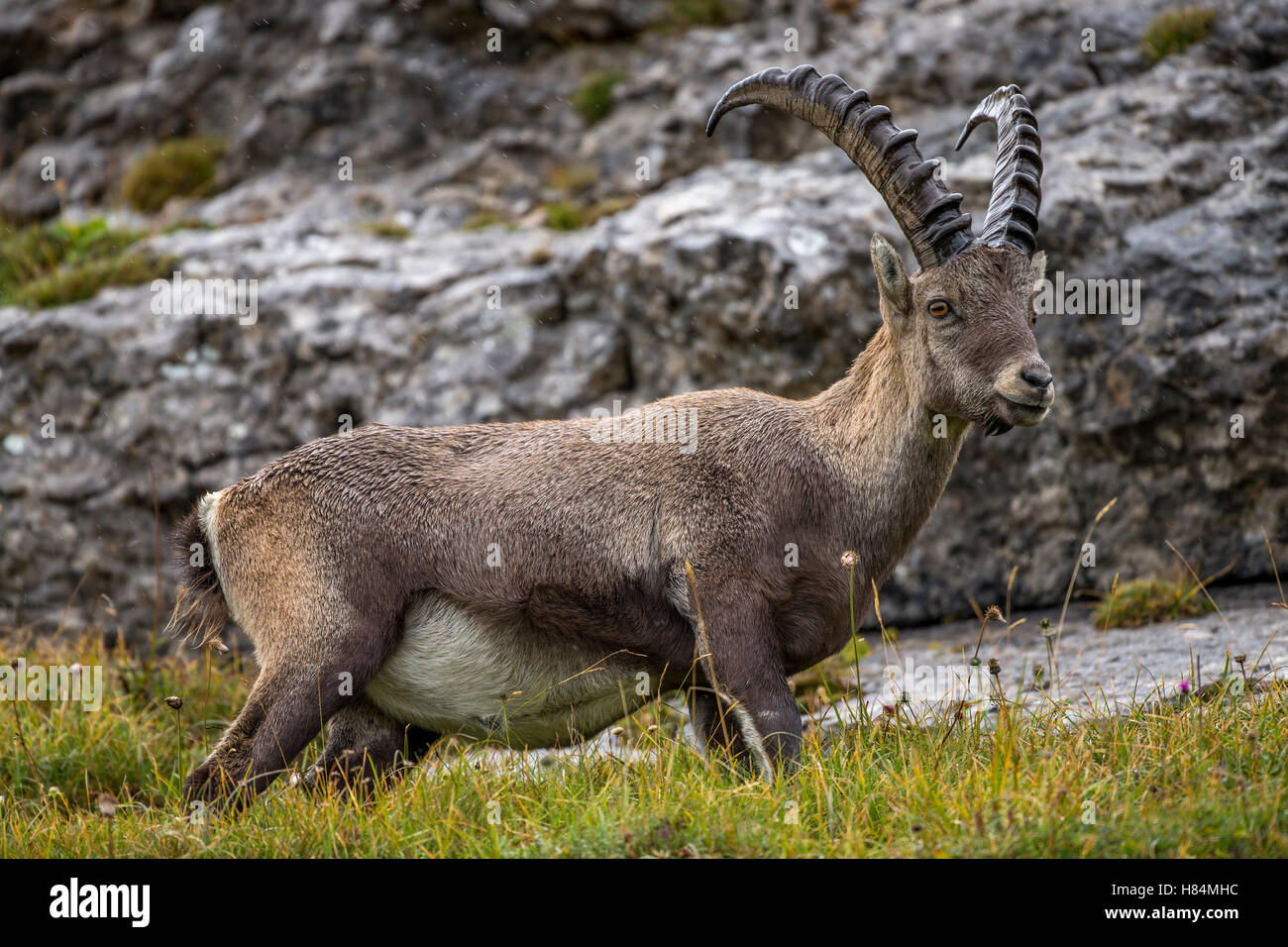 Alpine Ibex (Capra ibex) male, Alps, Switzerland Stock Photo - Alamy