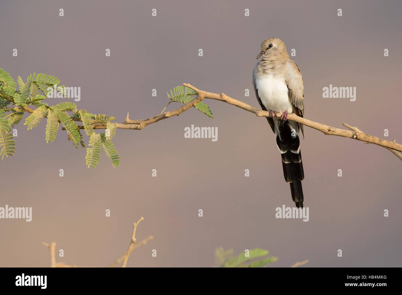 Masked Dove (Oena capensis), Dhofar, Oman Stock Photo - Alamy