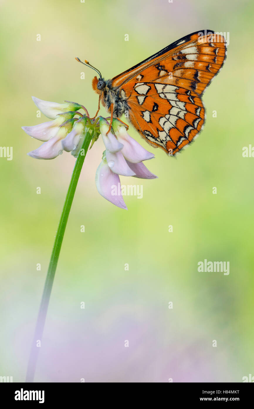 Scarce Fritillary (Hypodryas maturna) butterfly on flower, Hessen ...