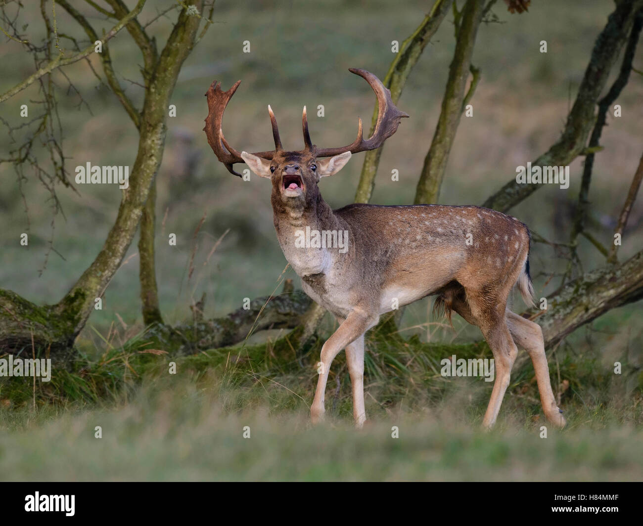 Fallow Deer (Dama dama) male calling during the rut, Netherlands Stock ...