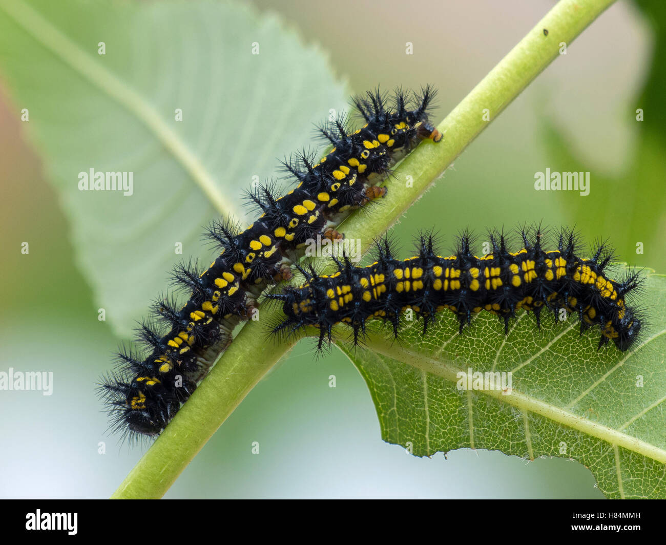 Scarce Fritillary (Hypodryas maturna) caterpillars, Hessen, Germany ...