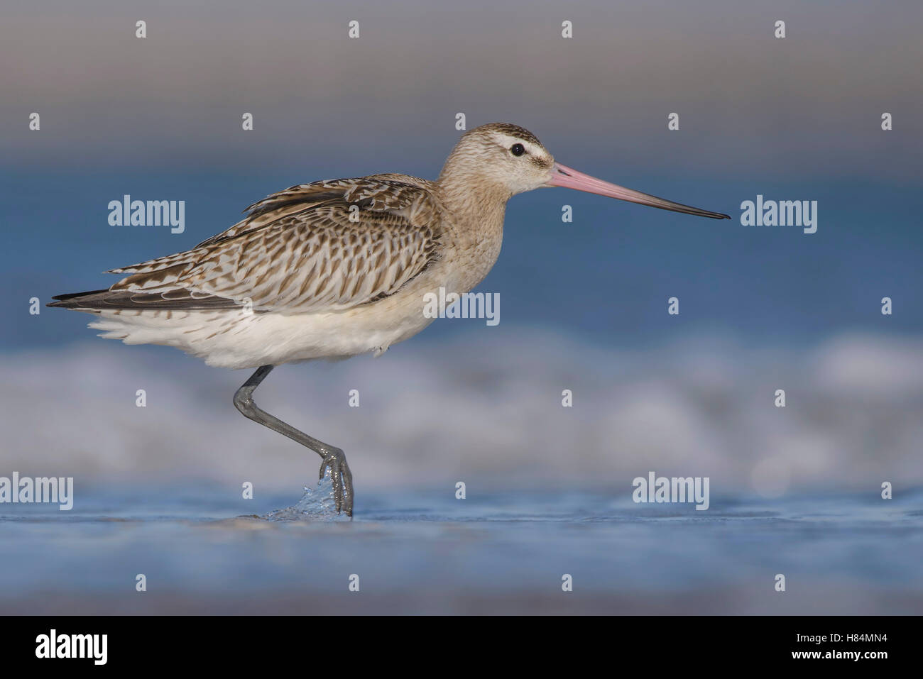 Bar-tailed Godwit (Limosa lapponica) hopping on one leg, Ijmuiden ...