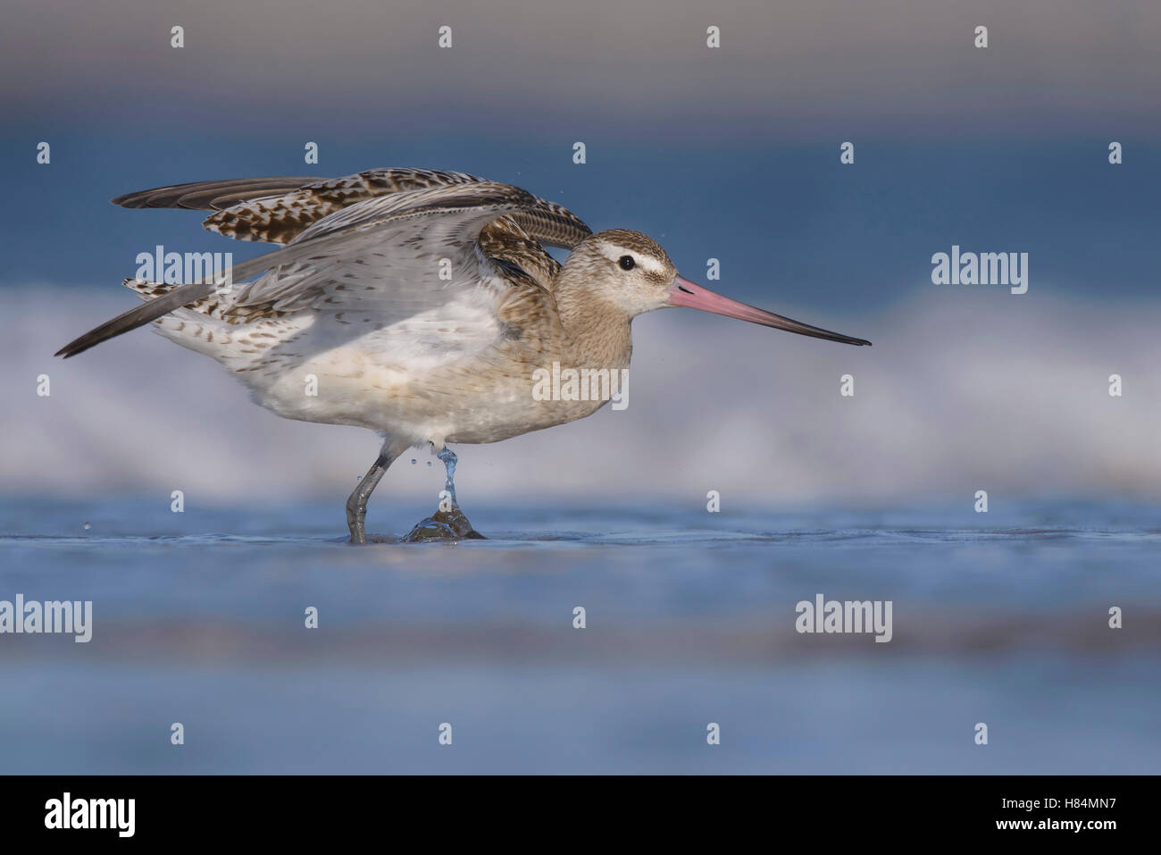 Bar-tailed Godwit (Limosa lapponica) spreading wings, Ijmuiden ...