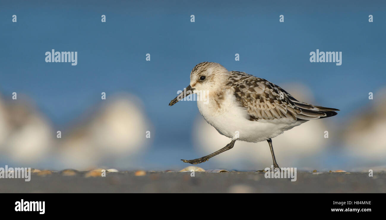 Sanderling (Calidris alba) on beach near flock, Ijmuiden, Netherlands ...