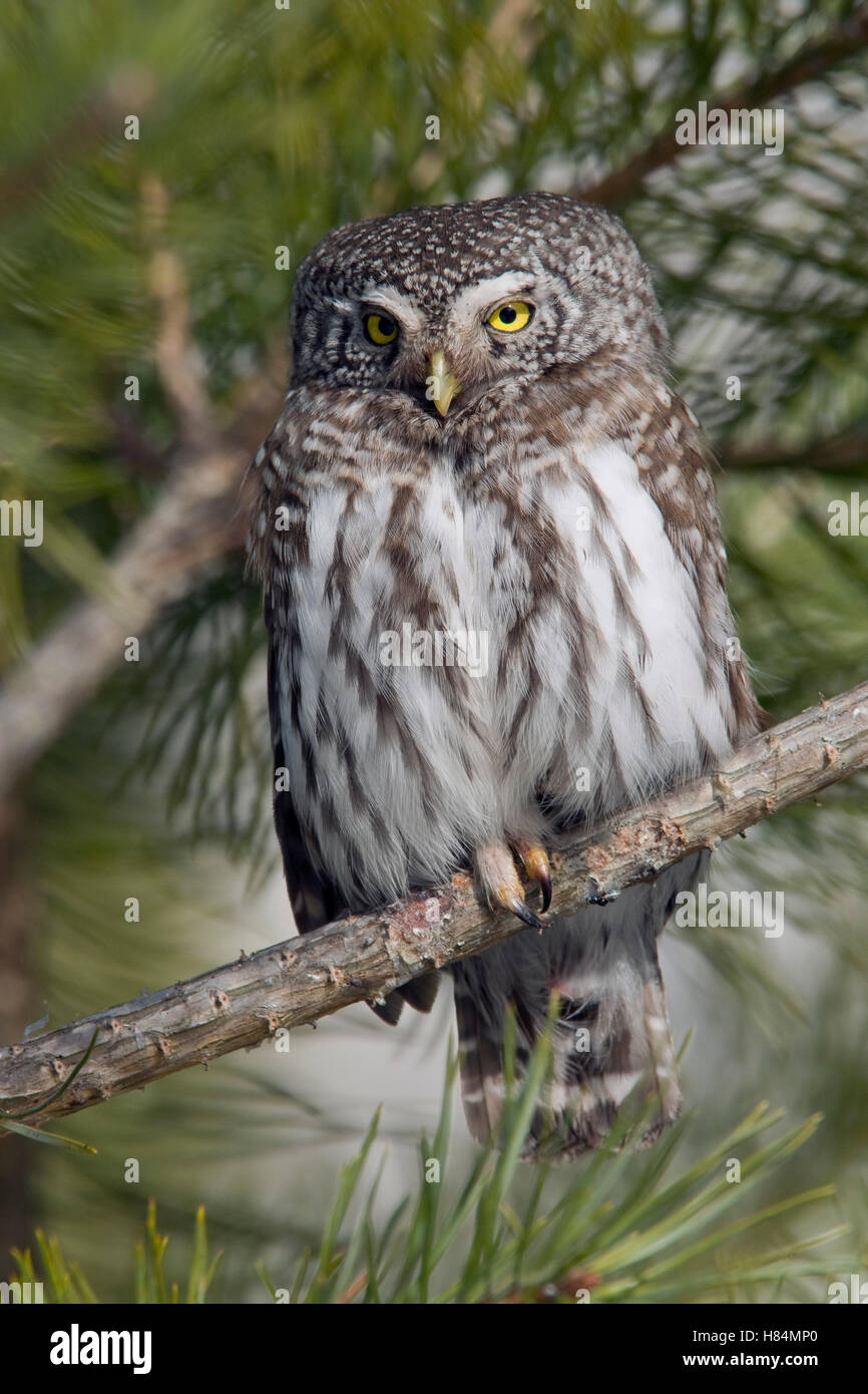 Eurasian Pygmy-owl (Glaucidium passerinum), Oulu, Finland Stock Photo ...
