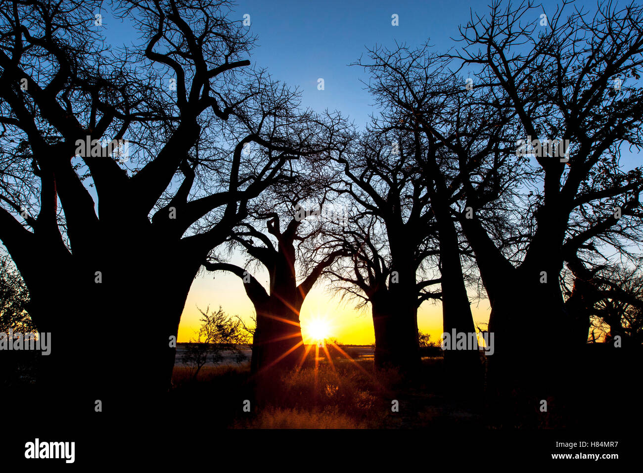 Baobab (Adansonia digitata) trees at sunset, Kalahari, Botswana Stock ...