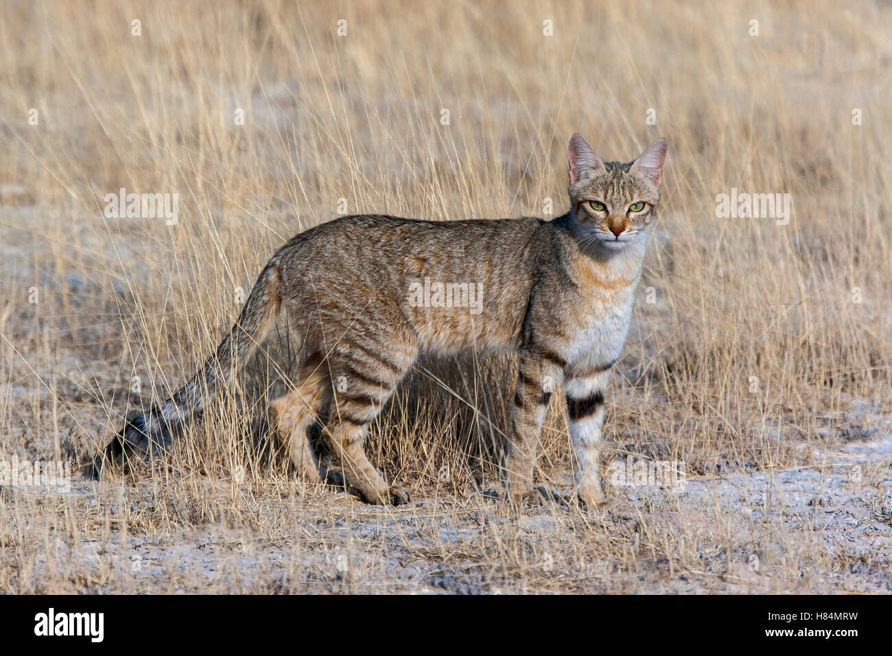 African Wild Cat (Felis lybica), Etosha National Park, Namibia Stock ...