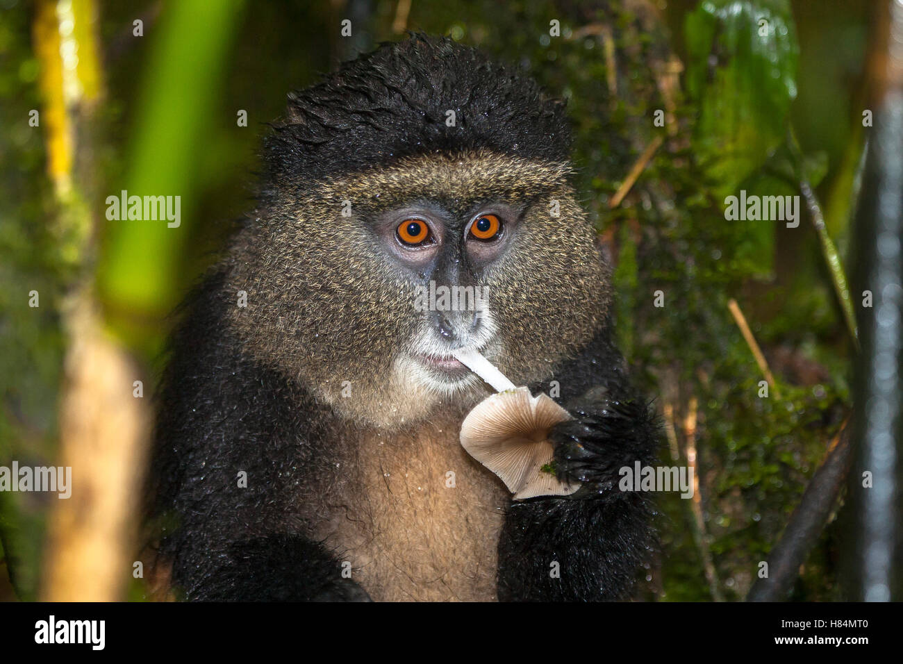 Golden Monkey (Cercopithecus kandti) feeding on mushroom, Parc National ...