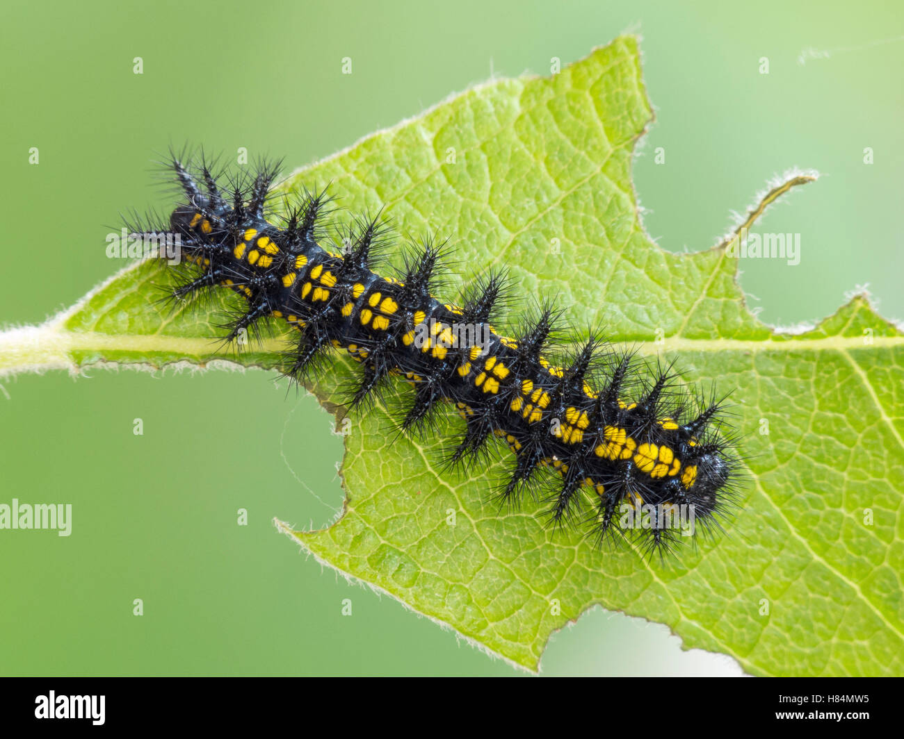 Scarce Fritillary (Hypodryas maturna) caterpillar, Hessen, Germany ...