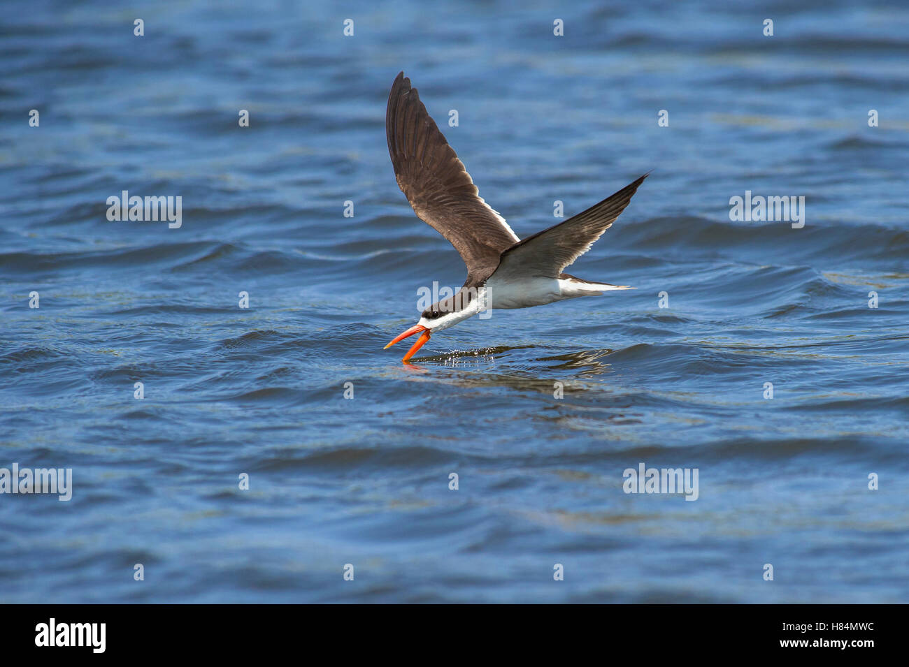 African skimmer fishing hi-res stock photography and images - Alamy
