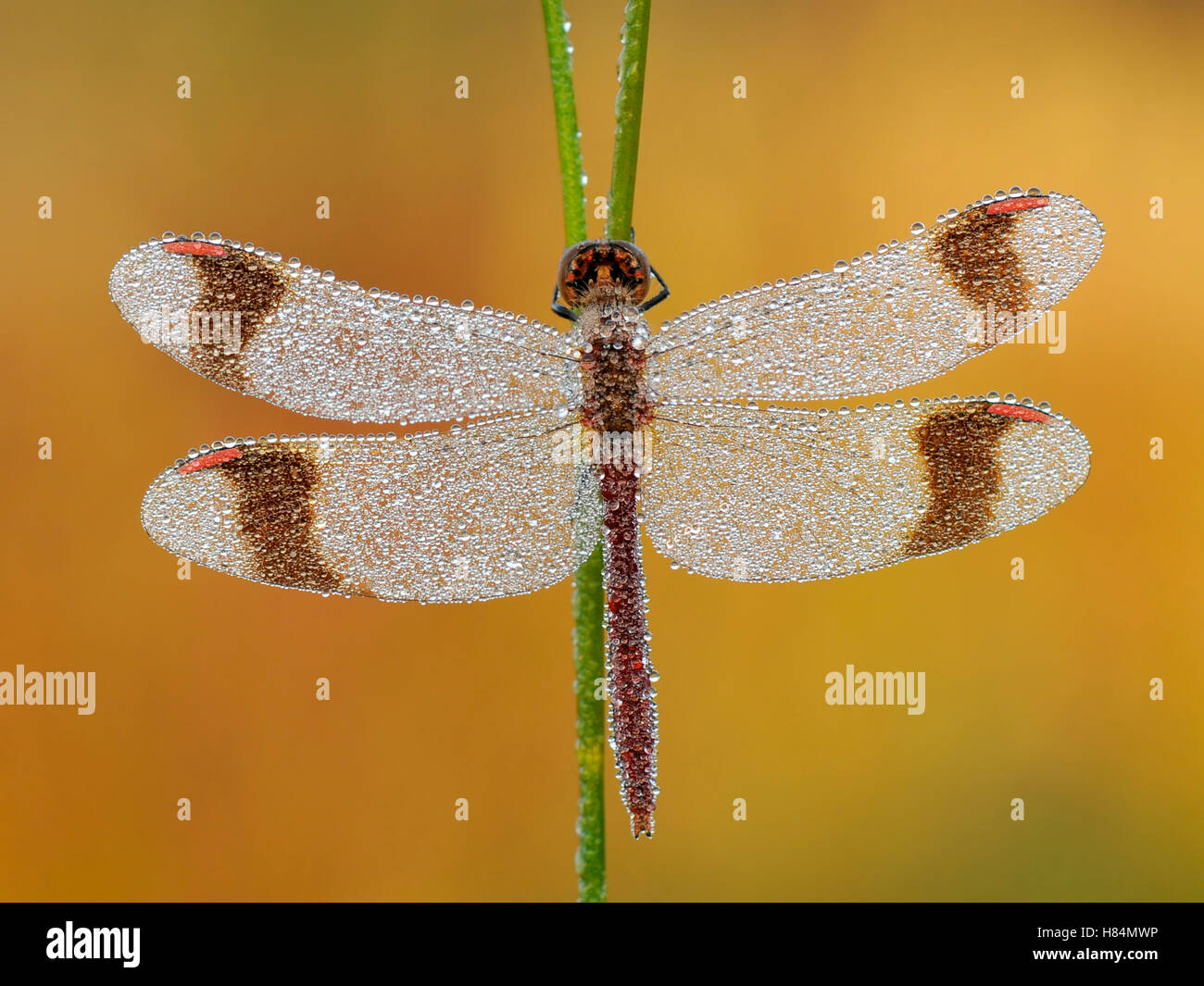 Banded Darter (Sympetrum pedemontanum) dragonfly with dew in morning ...