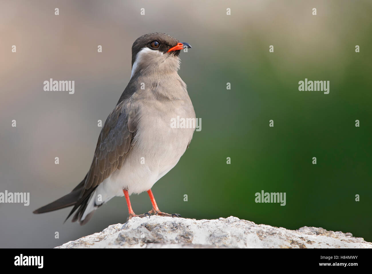 Rock Pratincole (Glareola nuchalis), Chobe River, Chobe National Park ...