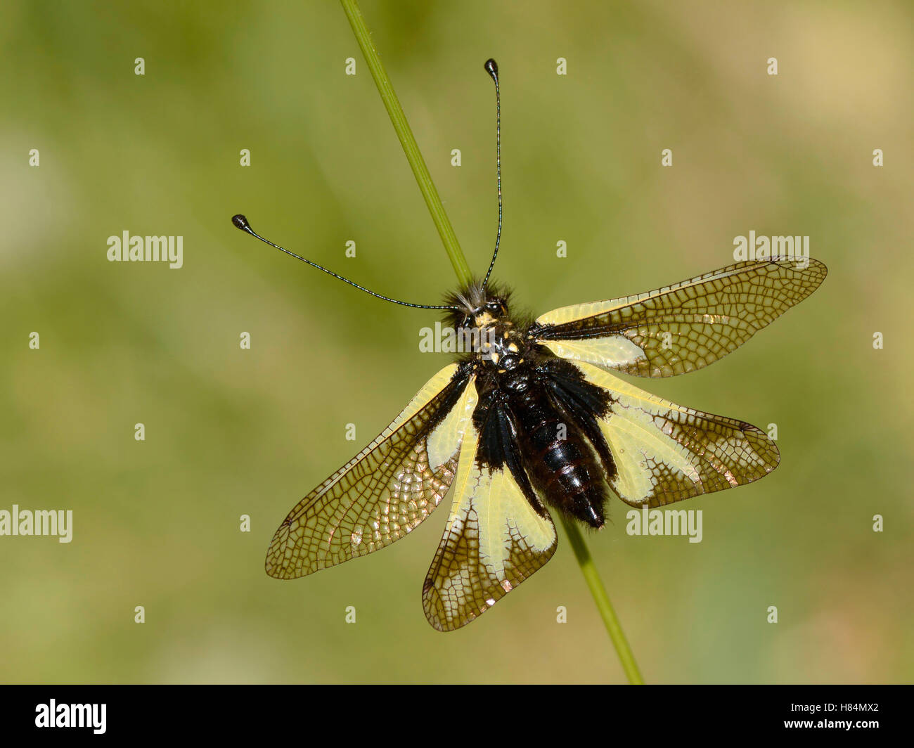 Ascalaphid Fly (Ascalaphus libelluloides), France Stock Photo - Alamy