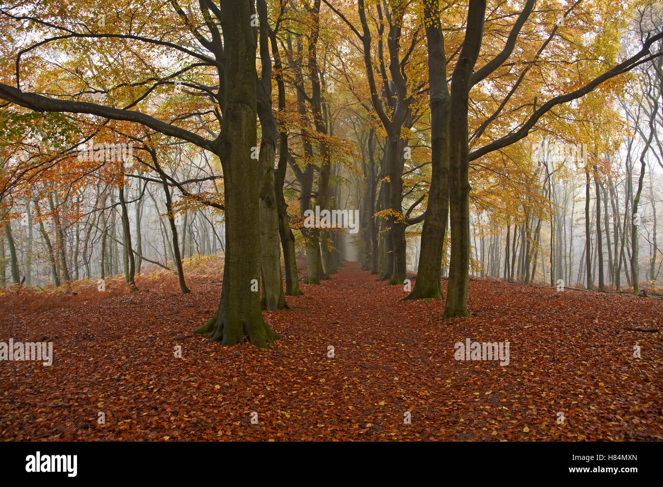 European Beech (Fagus sylvatica) trees along path in autumn ...