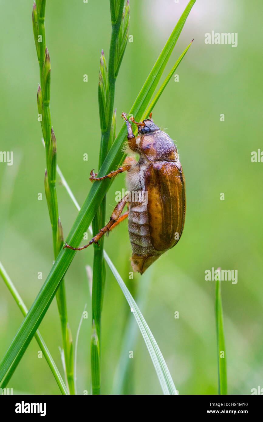 Summer Chafer (Amphimallon solstitiale), France Stock Photo - Alamy