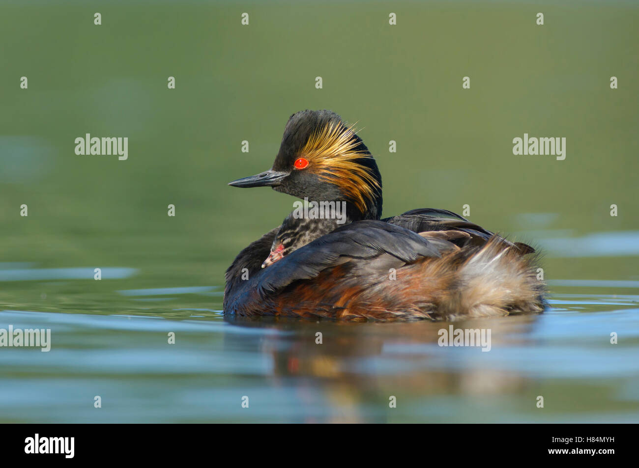 Eared Grebe (Podiceps nigricollis) carrying chick, Netherlands Stock ...