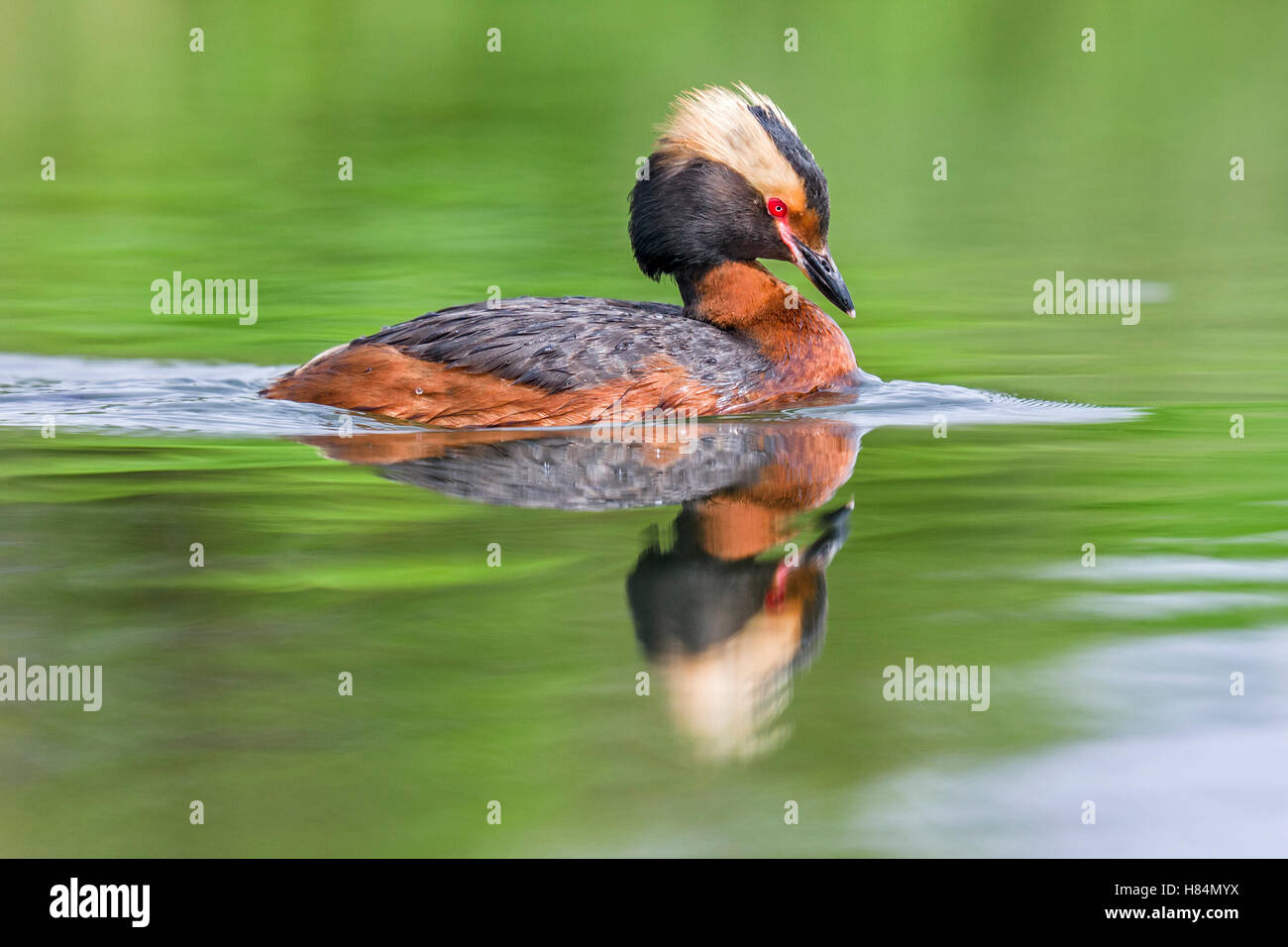 Horned Grebe (Podiceps auritus) swimming, Lake Myvatn, Iceland Stock ...
