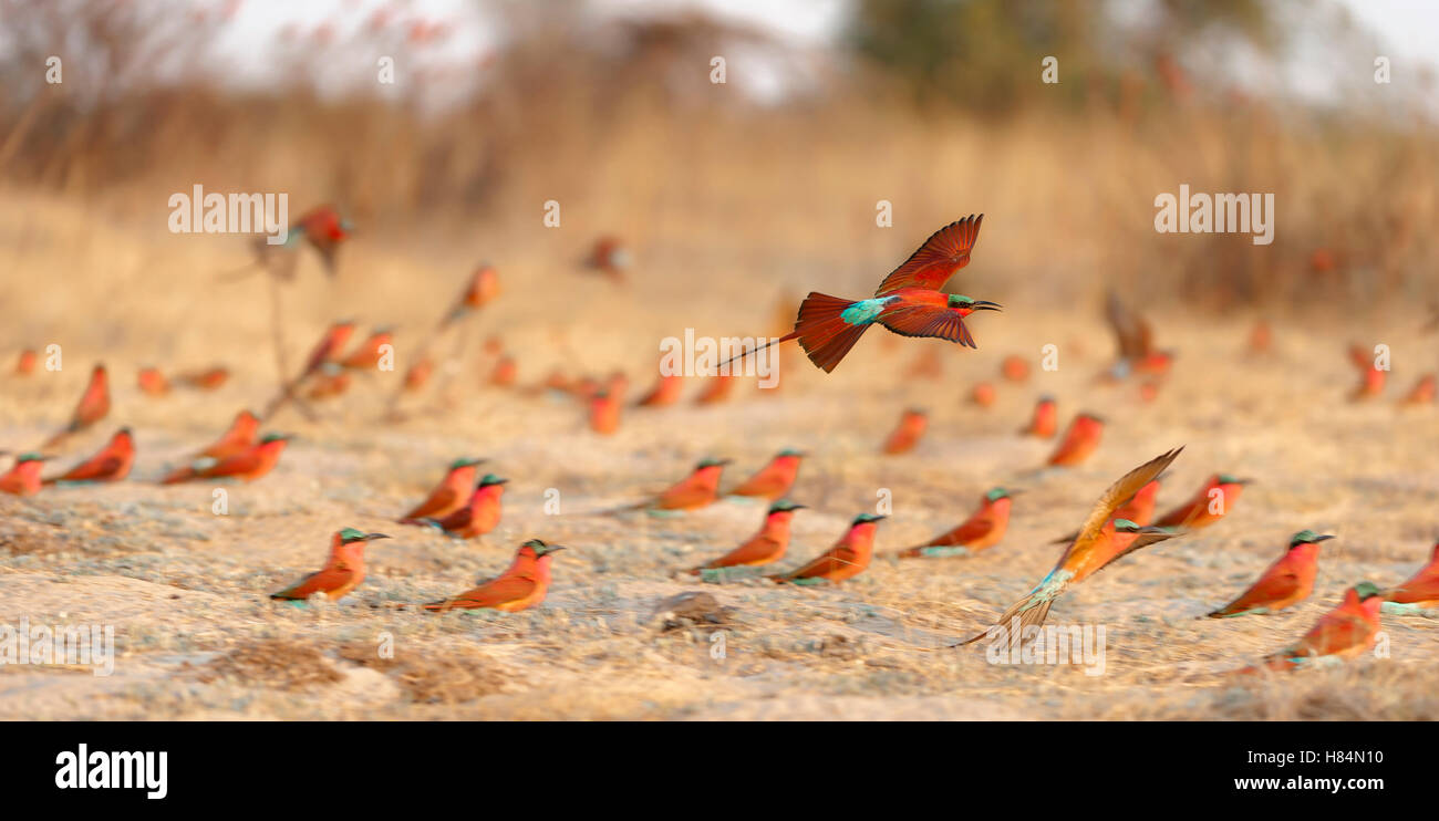 Southern Carmine Bee-eater (Merops nubicoides) flying through breeding ...