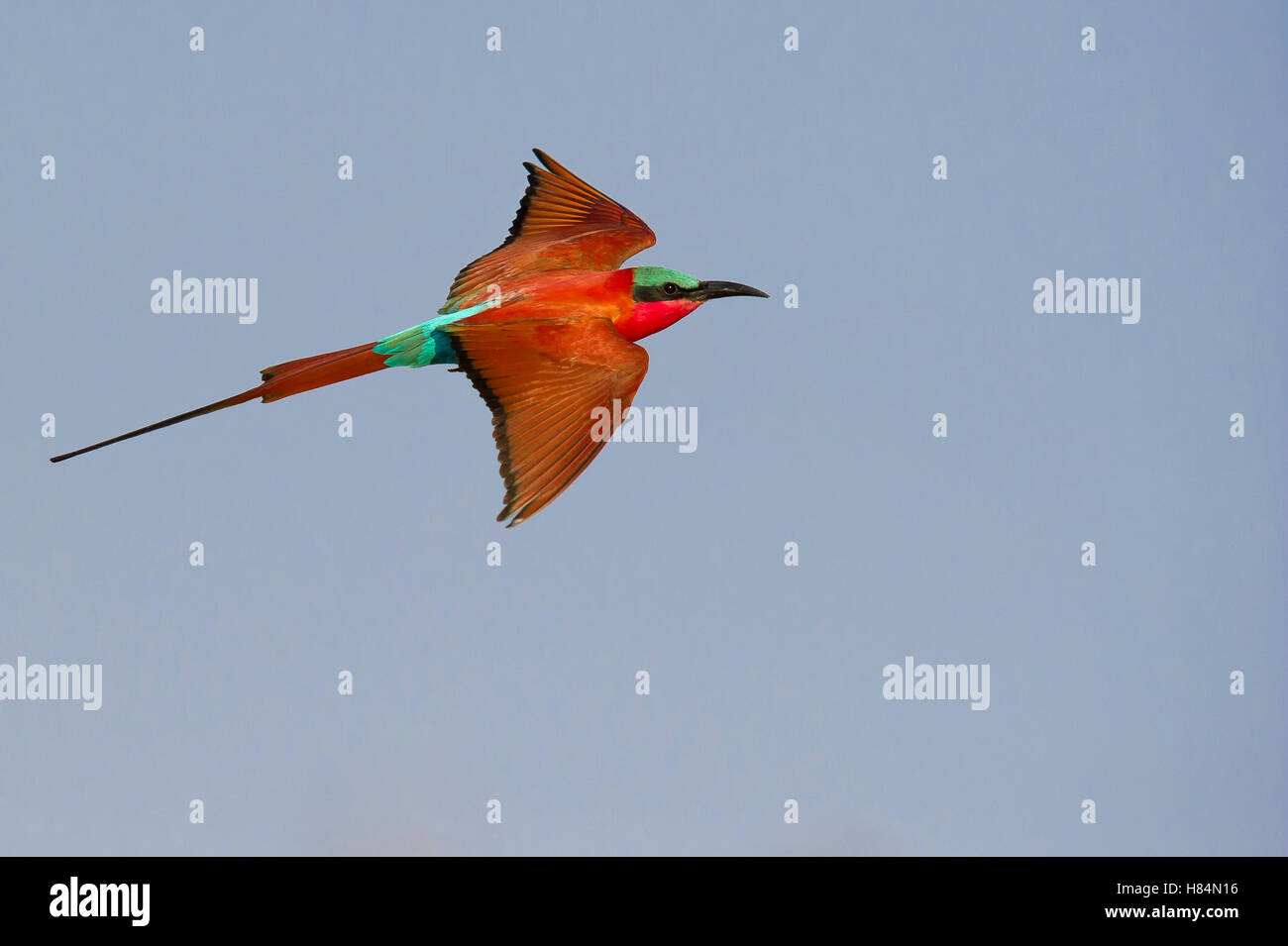 Southern Carmine Bee-eater (Merops nubicoides) flying, Zambezi River ...
