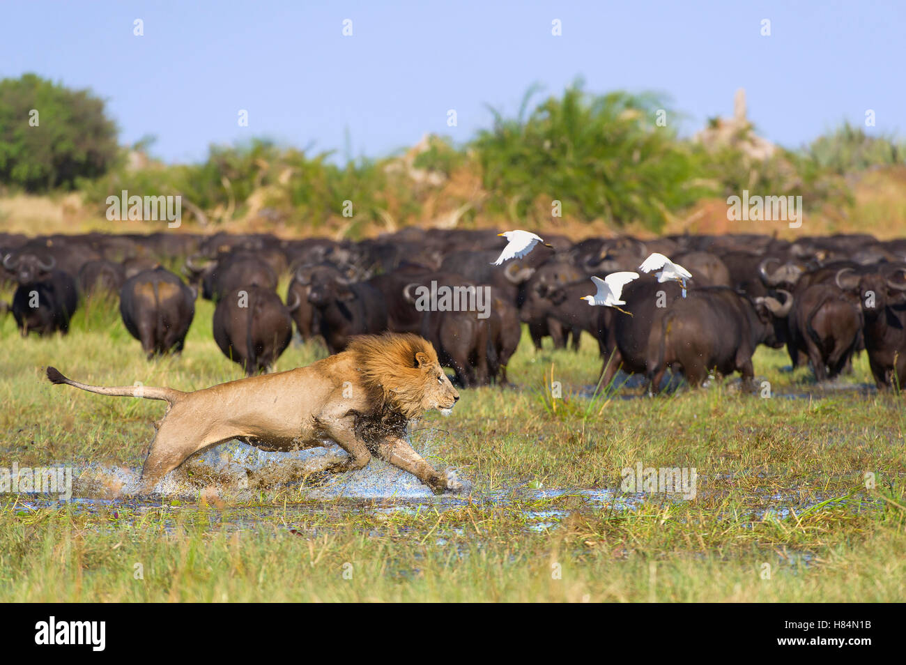 African Lion (Panthera leo) male chasing Cape Buffalo (Syncerus caffer ...