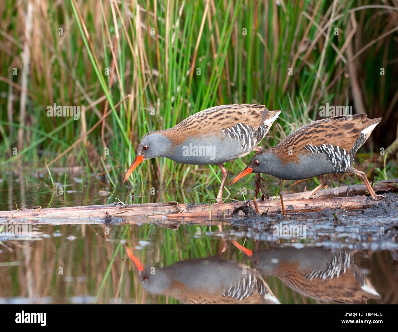 Water Rail (Rallus aquaticus) pair foraging, Emmen, Netherlands Stock ...