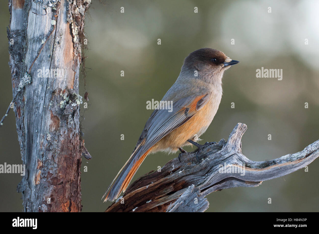 Siberian Jay (Perisoreus infaustus), Finland Stock Photo - Alamy