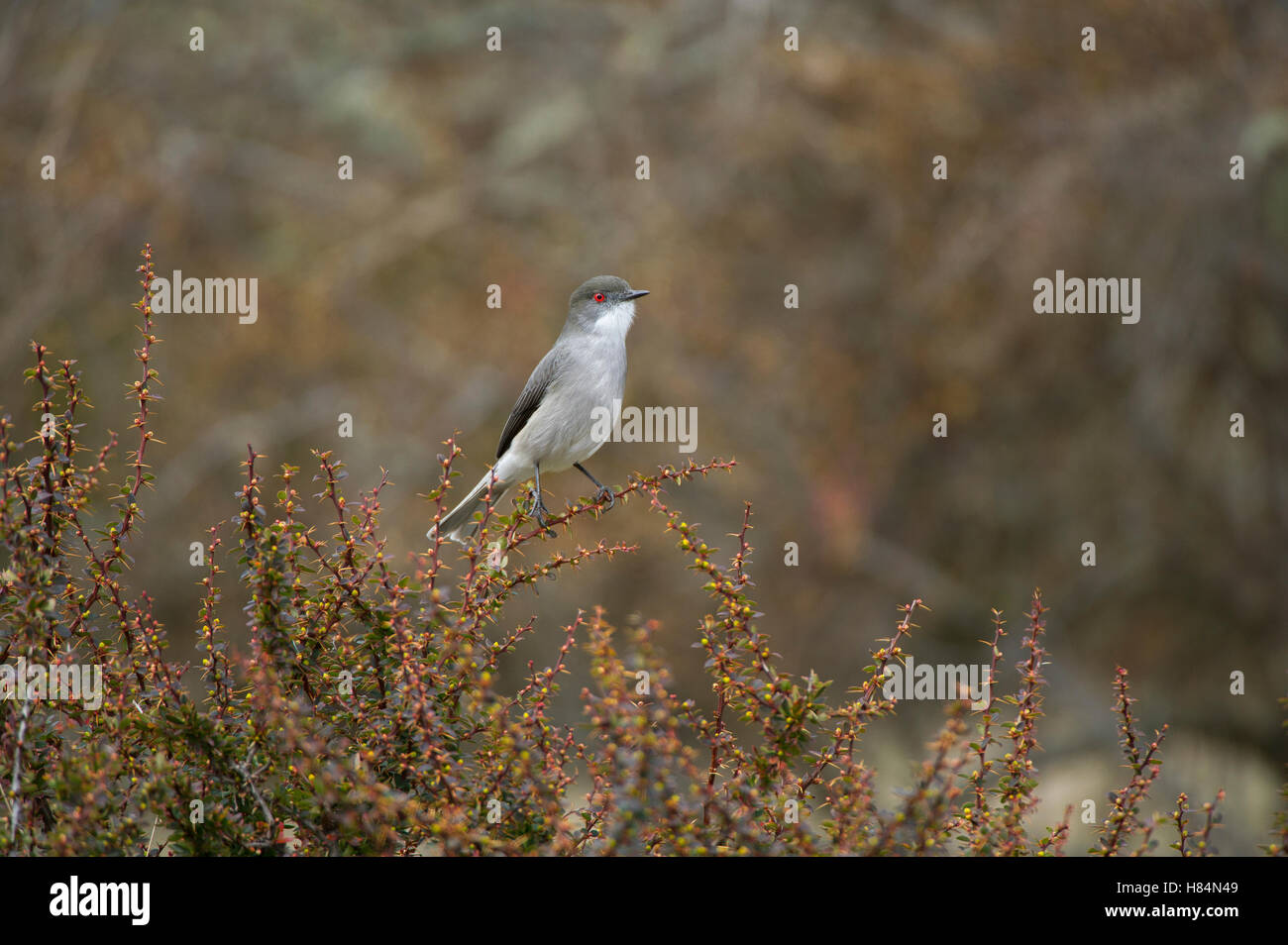 Fire-eyed Diucon (Xolmis pyrope), Queulat National Park, Chile Stock ...