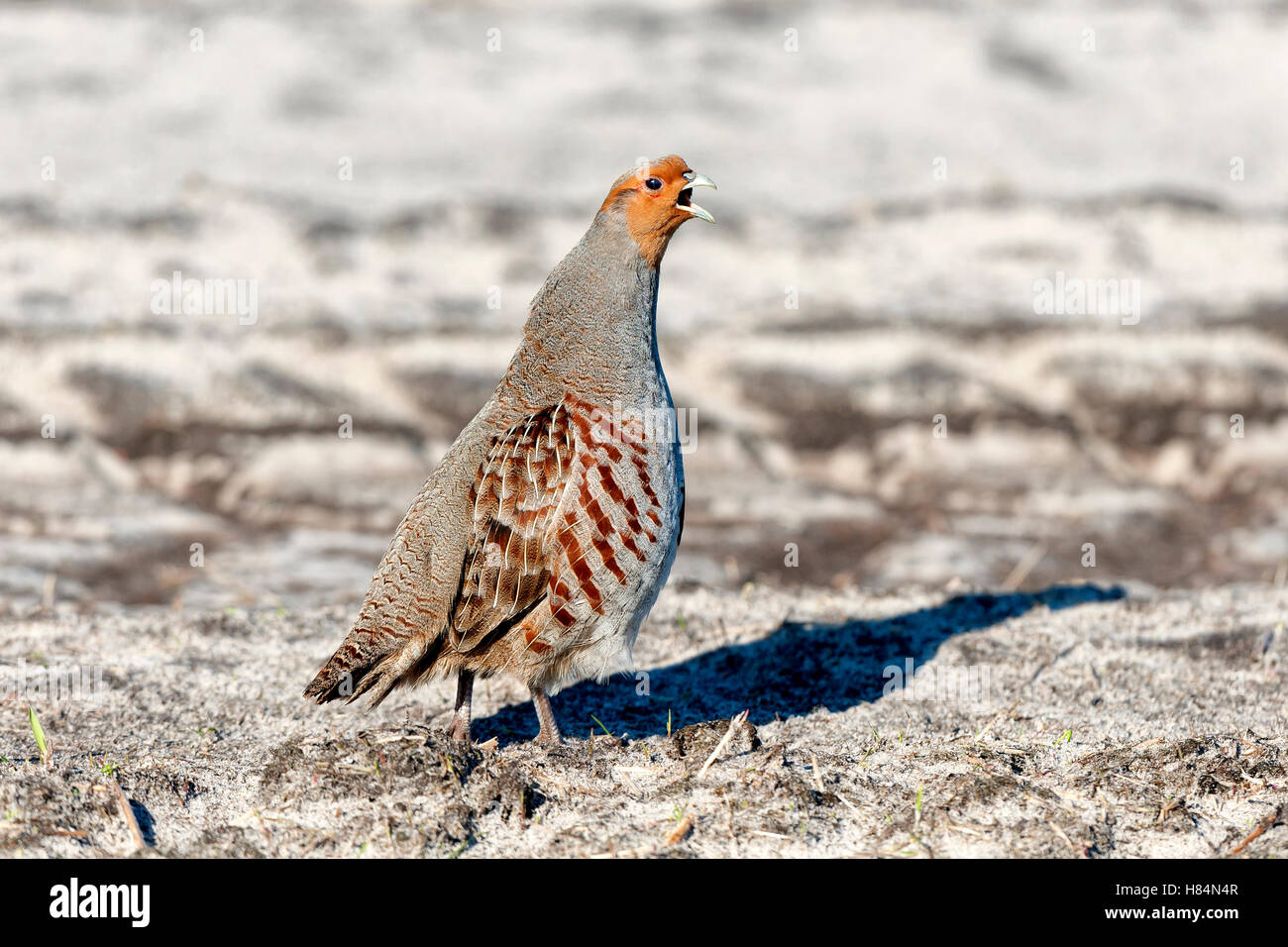 European Partridge (Perdix perdix) calling in winter, Netherlands Stock ...