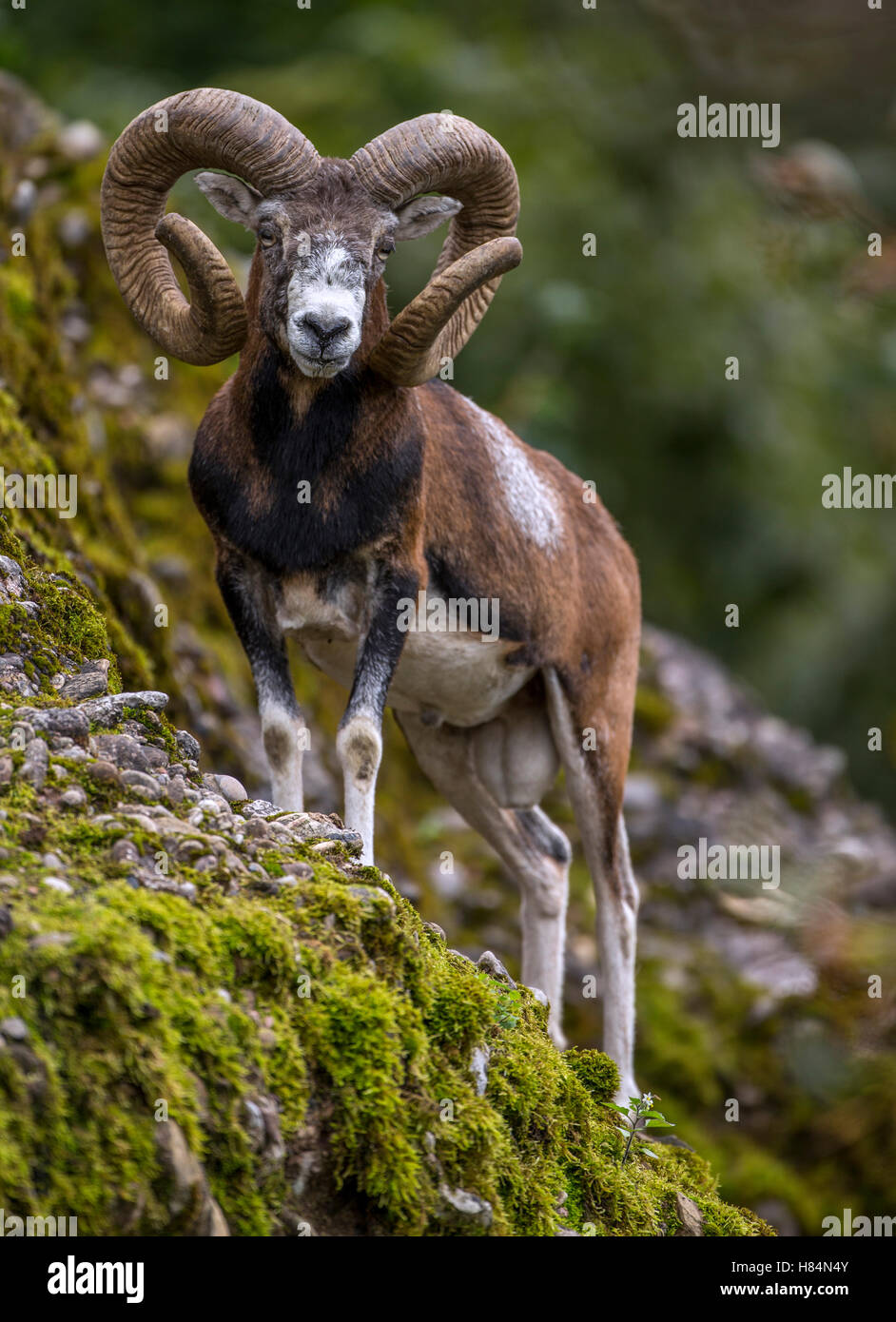 Large horns hi-res stock photography and images - Alamy