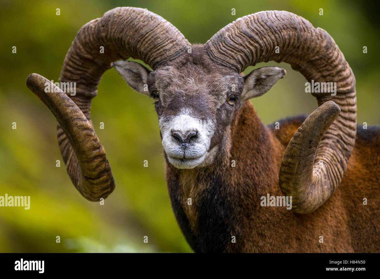 Large horns hi-res stock photography and images - Alamy
