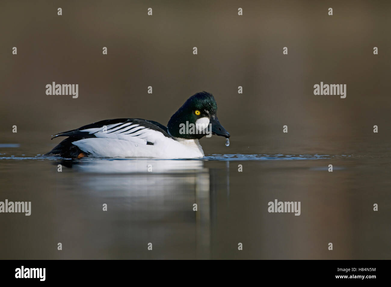 Common Goldeneye (Bucephala clangula) drake, Sweden Stock Photo - Alamy