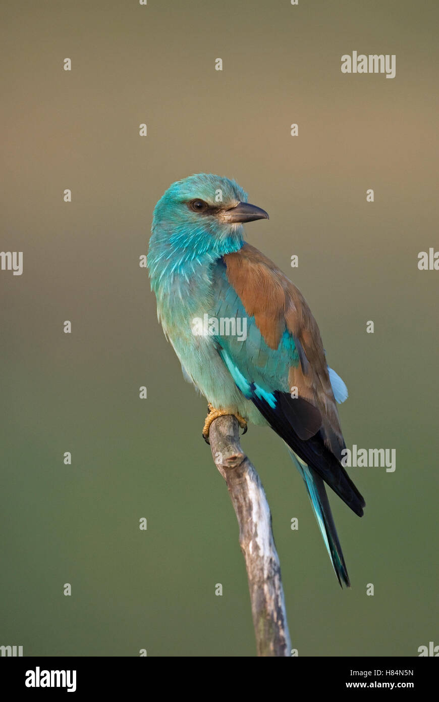 European Roller (Coracias garrulus), Hungary Stock Photo - Alamy