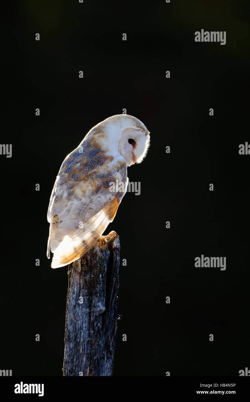 Barn Owl (Tyto alba), Cairngorms National Park, Scotland, United ...