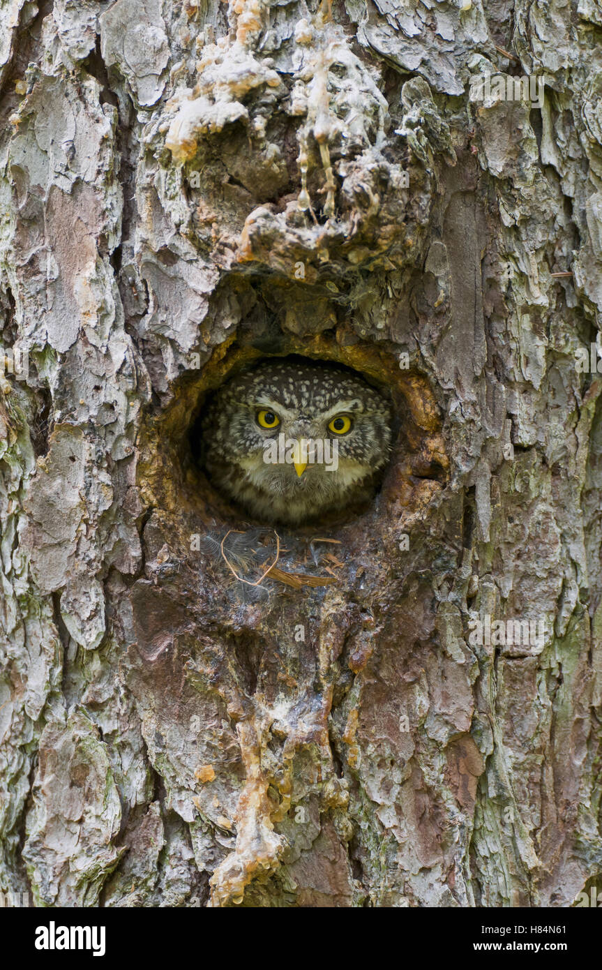 Eurasian Pygmy-owl (Glaucidium passerinum) in nest cavity, Norway Stock ...