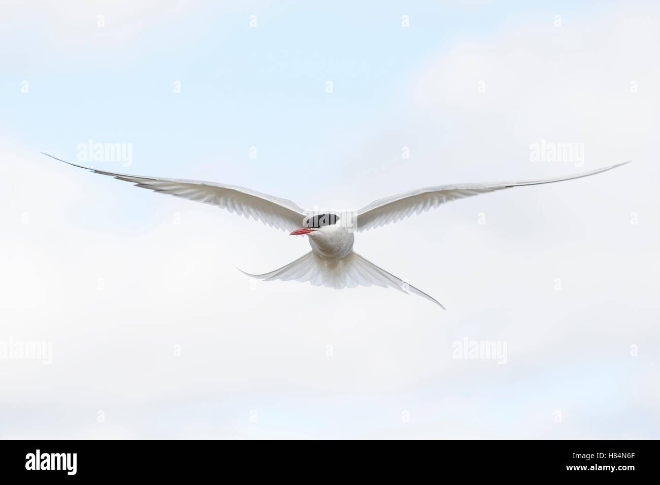 Arctic Tern (Sterna paradisaea) flying, Svalbard, Norway Stock Photo ...