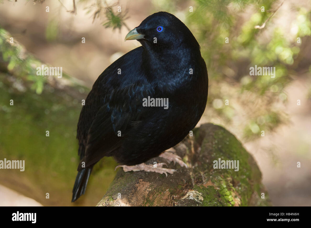 Satin Bowerbird (Ptilonorhynchus violaceus), Melbourne, Victoria, Australia Stock Photo - Alamy