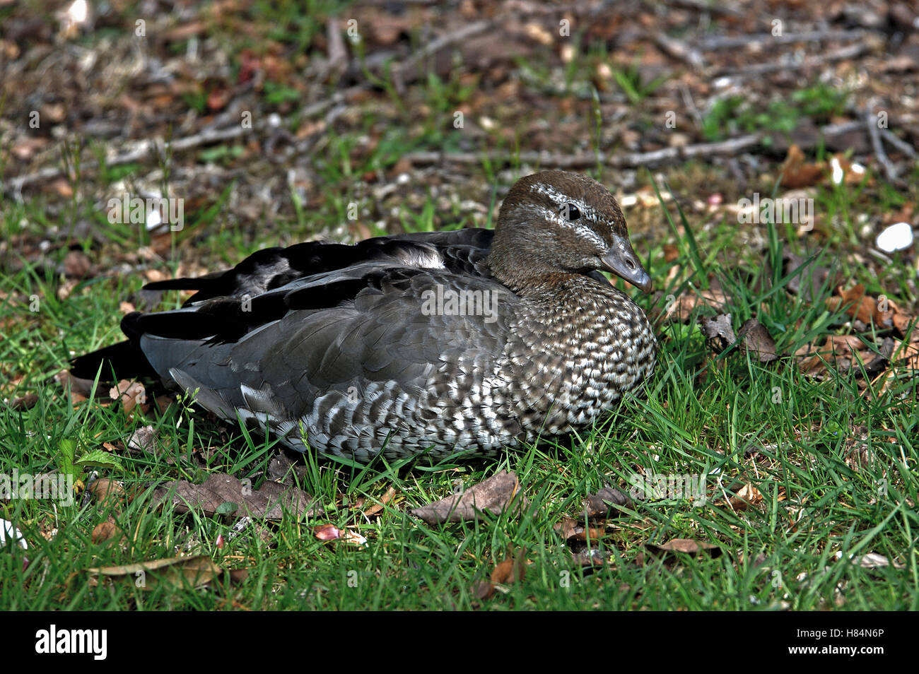 Maned Duck (Chenonetta jubata) female, Melbourne, Victoria, Australia ...
