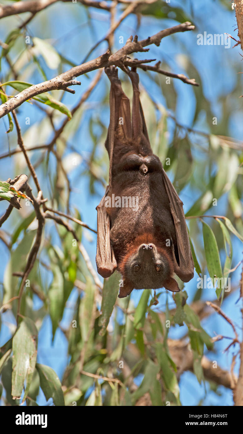 Little Red Flying Fox (Pteropus scapulatus) male roosting, Queensland ...